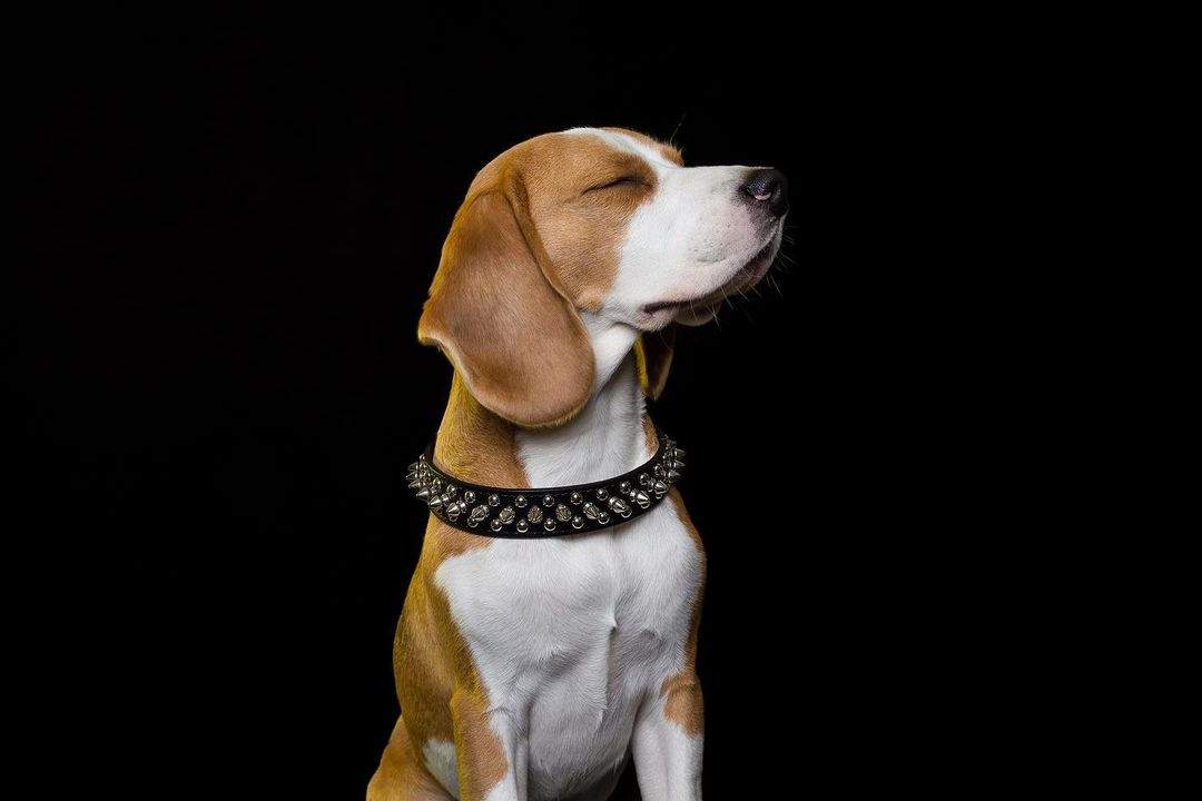 Jigsaw Puzzle | Haughty pose | 35 pieces | Jigidi