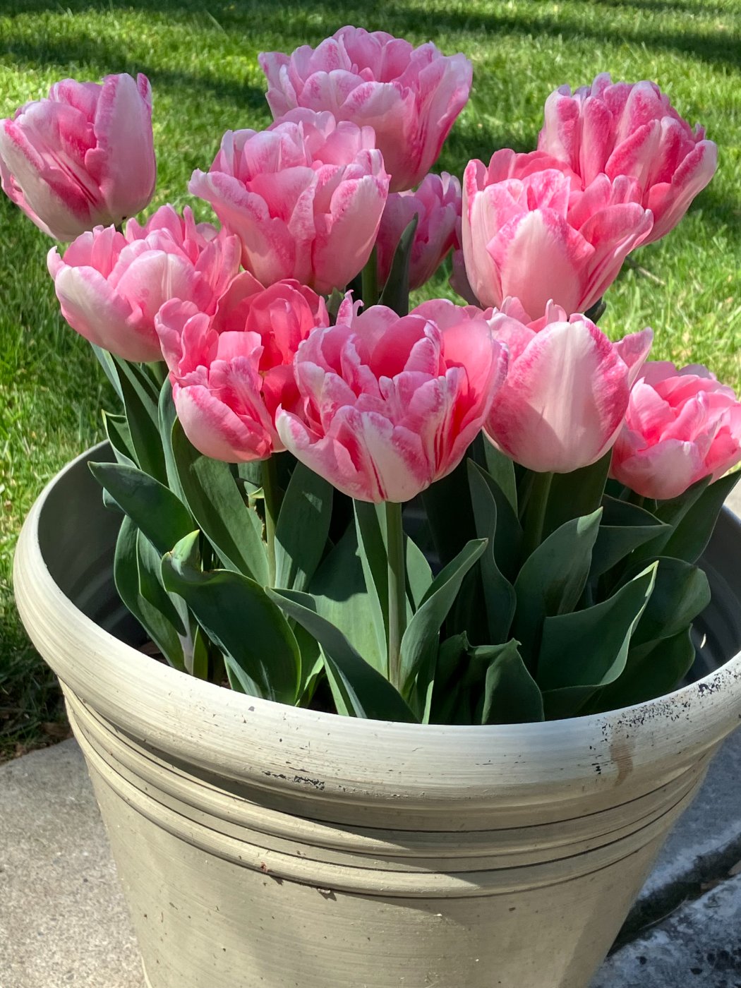 Solve Angélique in Full Bloom jigsaw puzzle online with 35 pieces