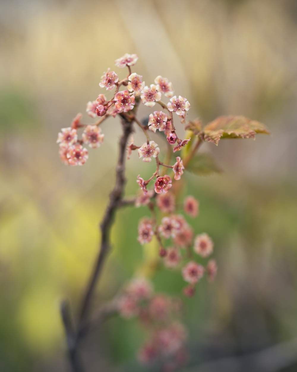 Solve Swamp Red Currant jigsaw puzzle online with 80 pieces