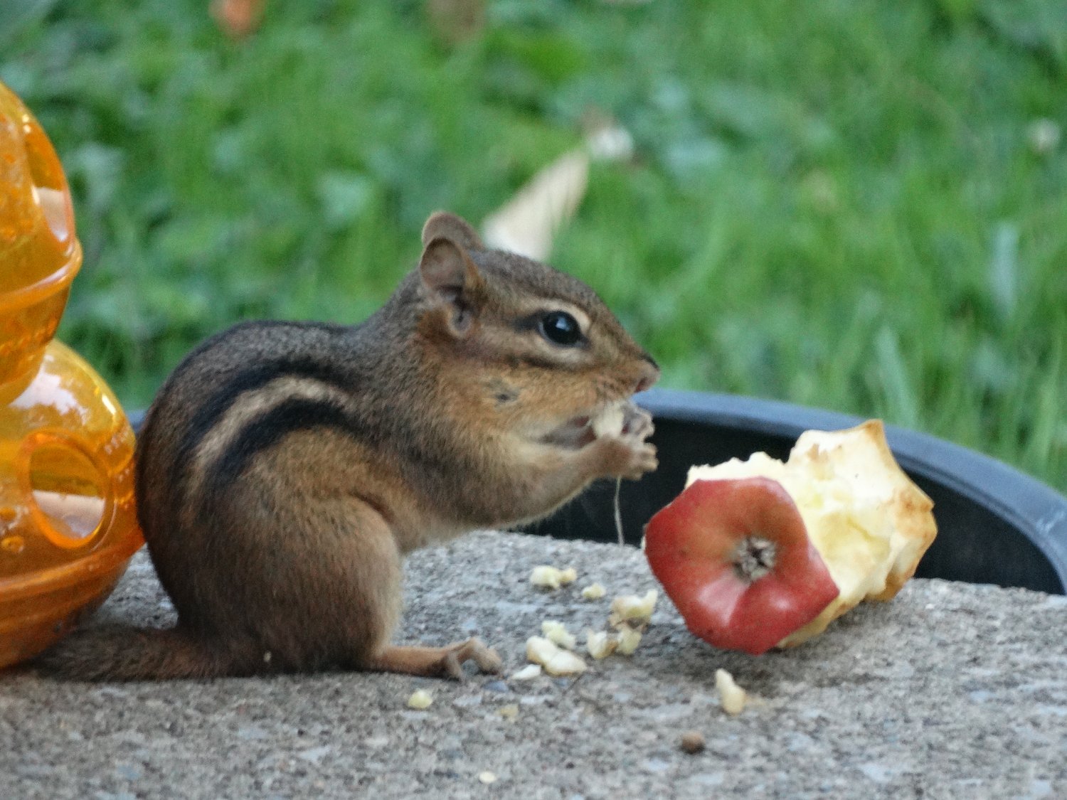 Solve Dumpster Diving Chipmunk jigsaw puzzle online with 30 pieces