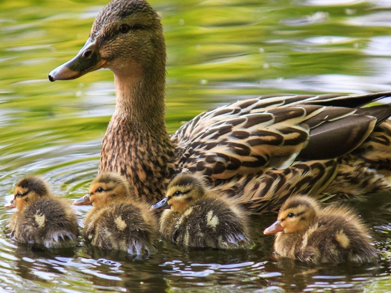 Solve #01 - Watton Waddle jigsaw puzzle online with 63 pieces