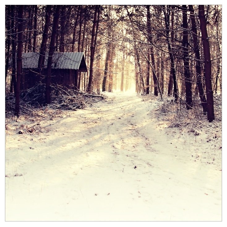 Solve Winter forest jigsaw puzzle online with 64 pieces