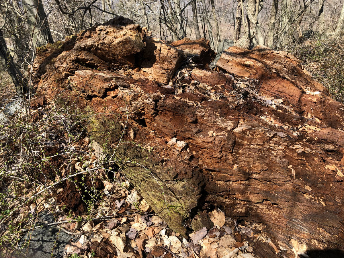 Solve Nature Reclaiming Nature jigsaw puzzle online with 108 pieces