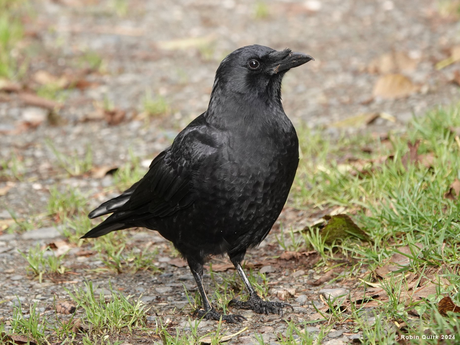 Solve Little Crow jigsaw puzzle online with 70 pieces