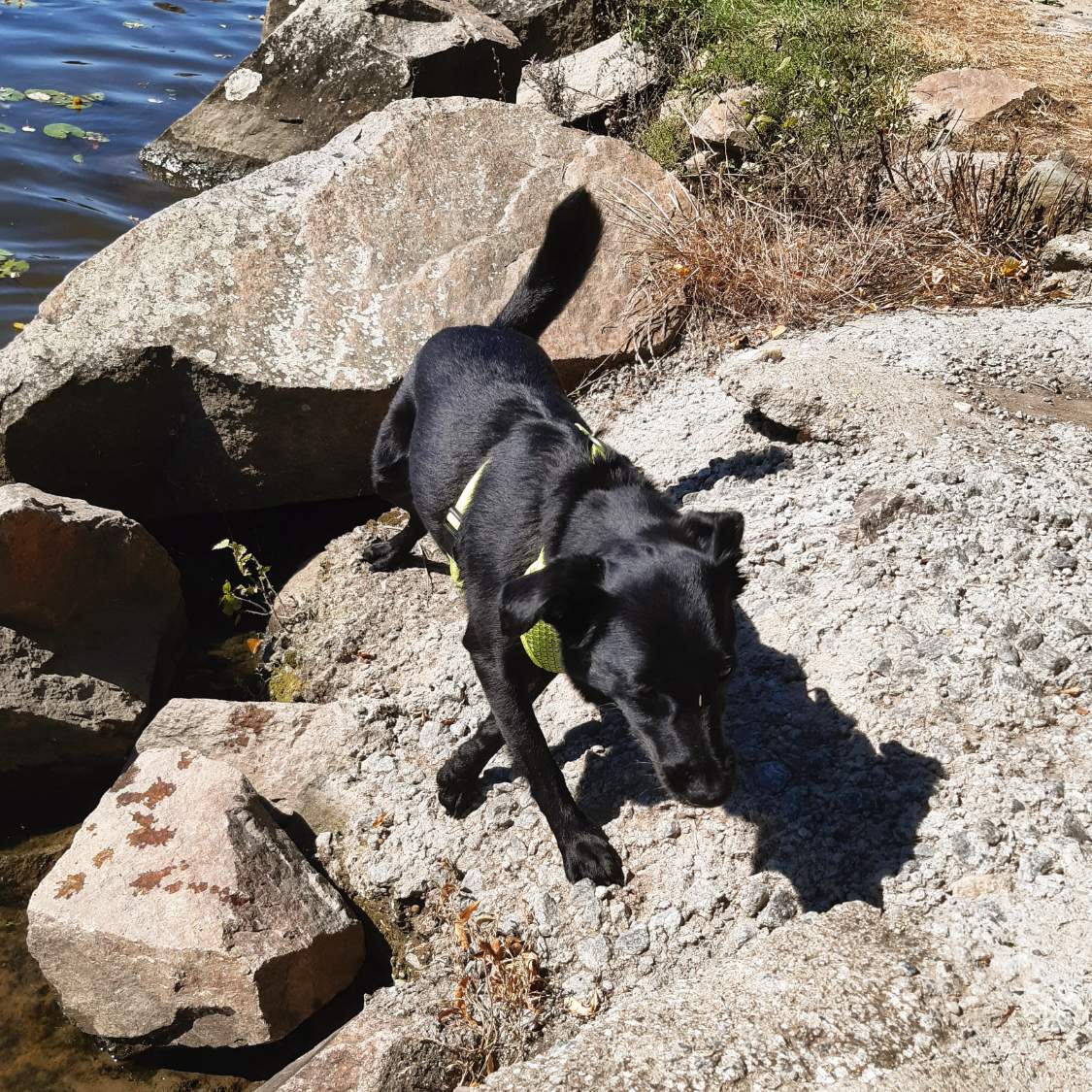 Solve Dog jigsaw puzzle online with 49 pieces