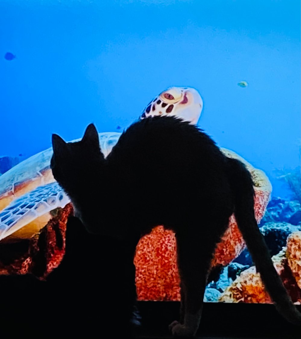Solve Teddy's reaction to a sea turtle on the big TV. jigsaw puzzle ...