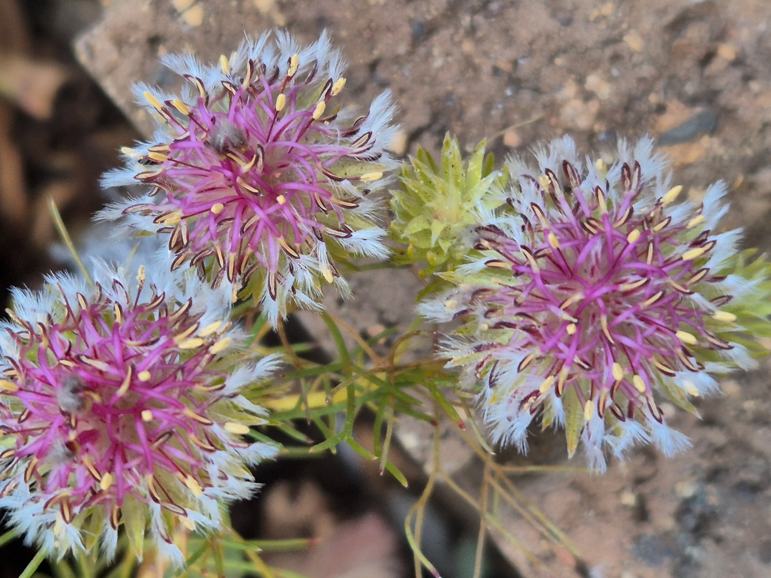 Solve Raspberry Burst jigsaw puzzle online with 30 pieces