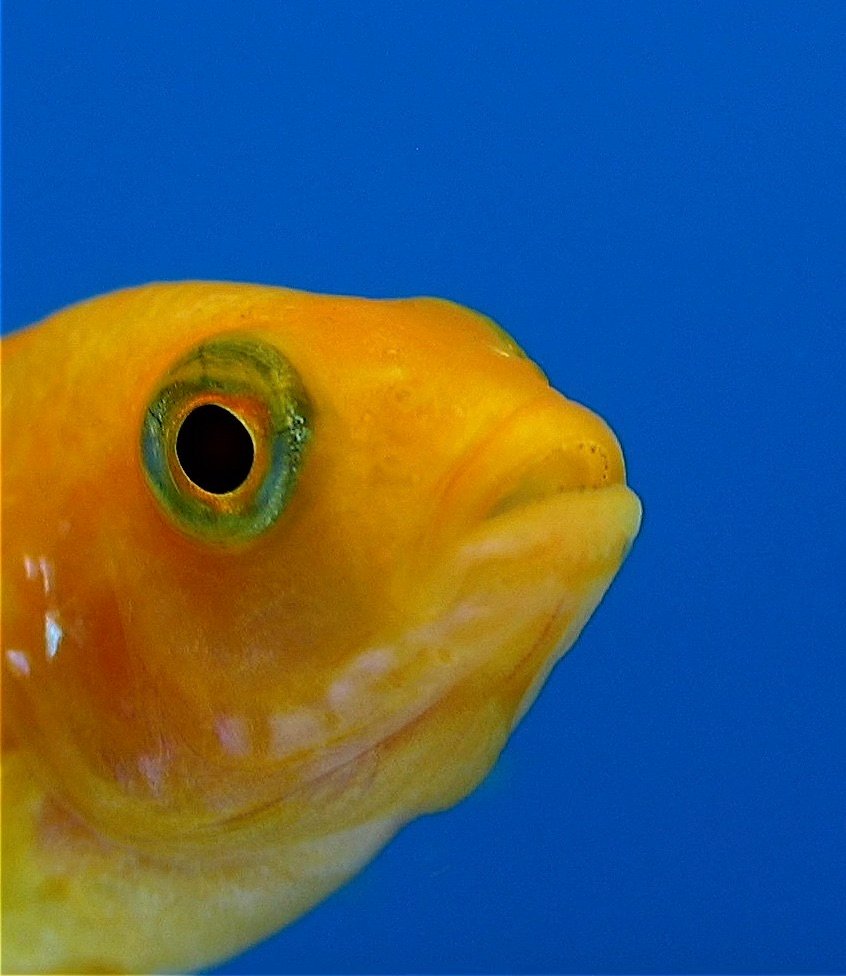 Solve Fish Macro jigsaw puzzle online with 72 pieces