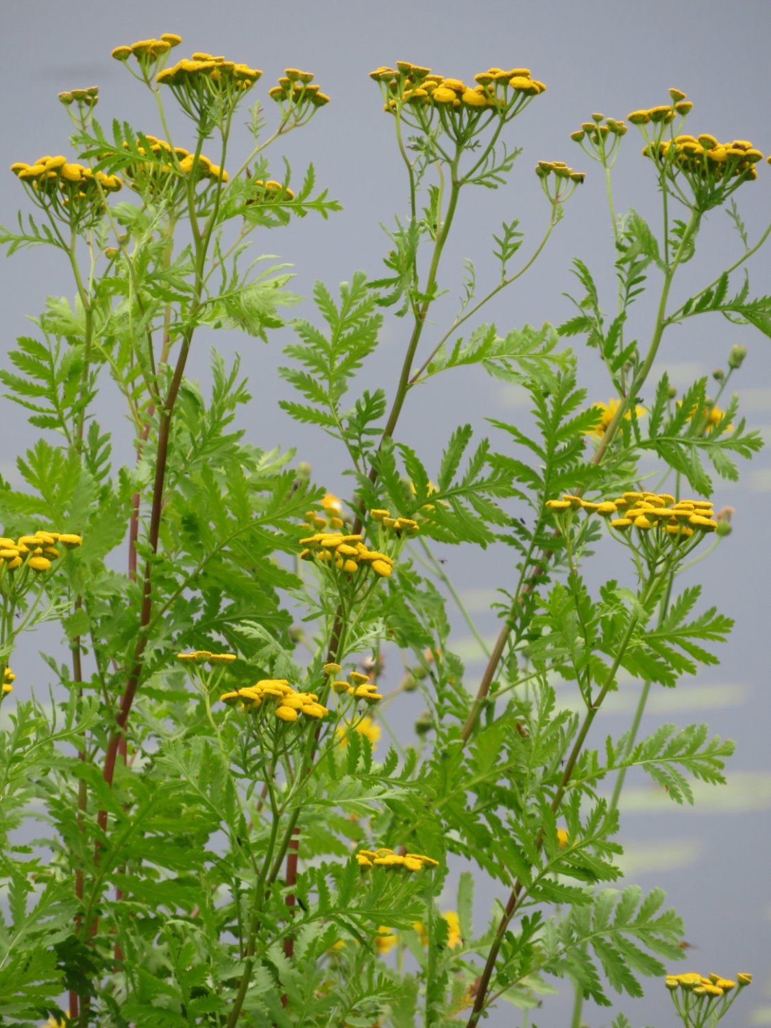 Solve Tansies jigsaw puzzle online with 192 pieces