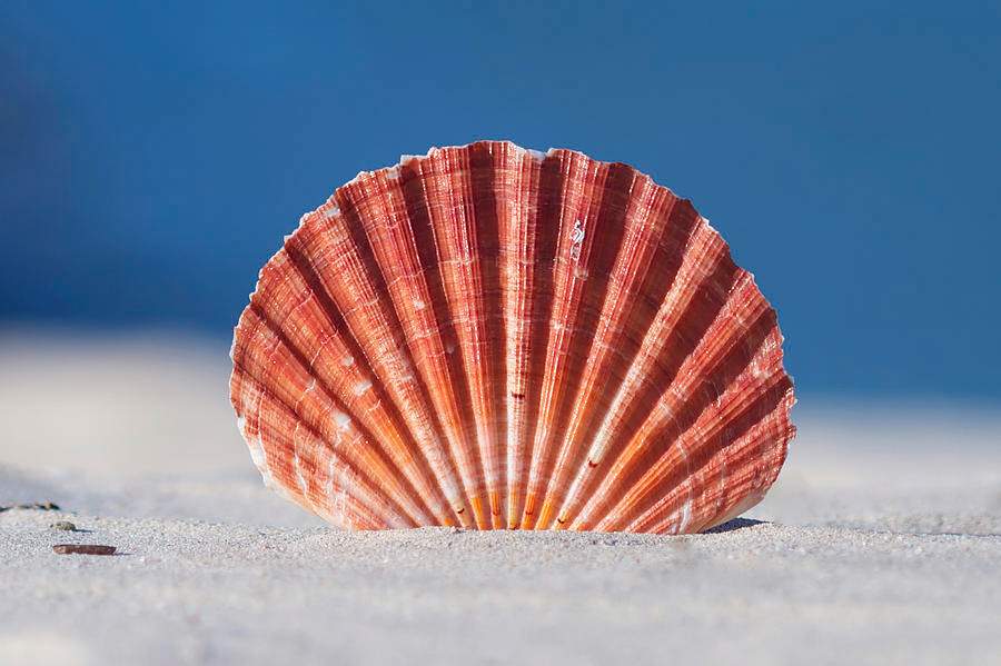 Solve 4 ~ 'Standing Shell' jigsaw puzzle online with 35 pieces