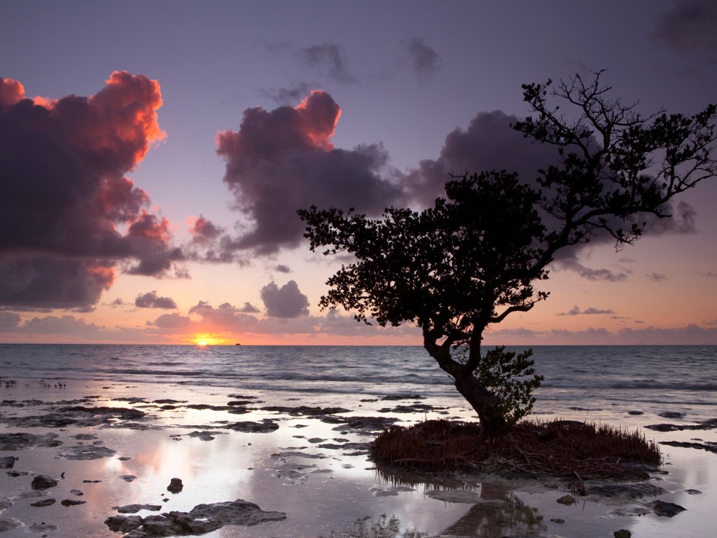 Solve Mangrove Tree at Dawn, Spanish Key, Florida USA jigsaw puzzle ...