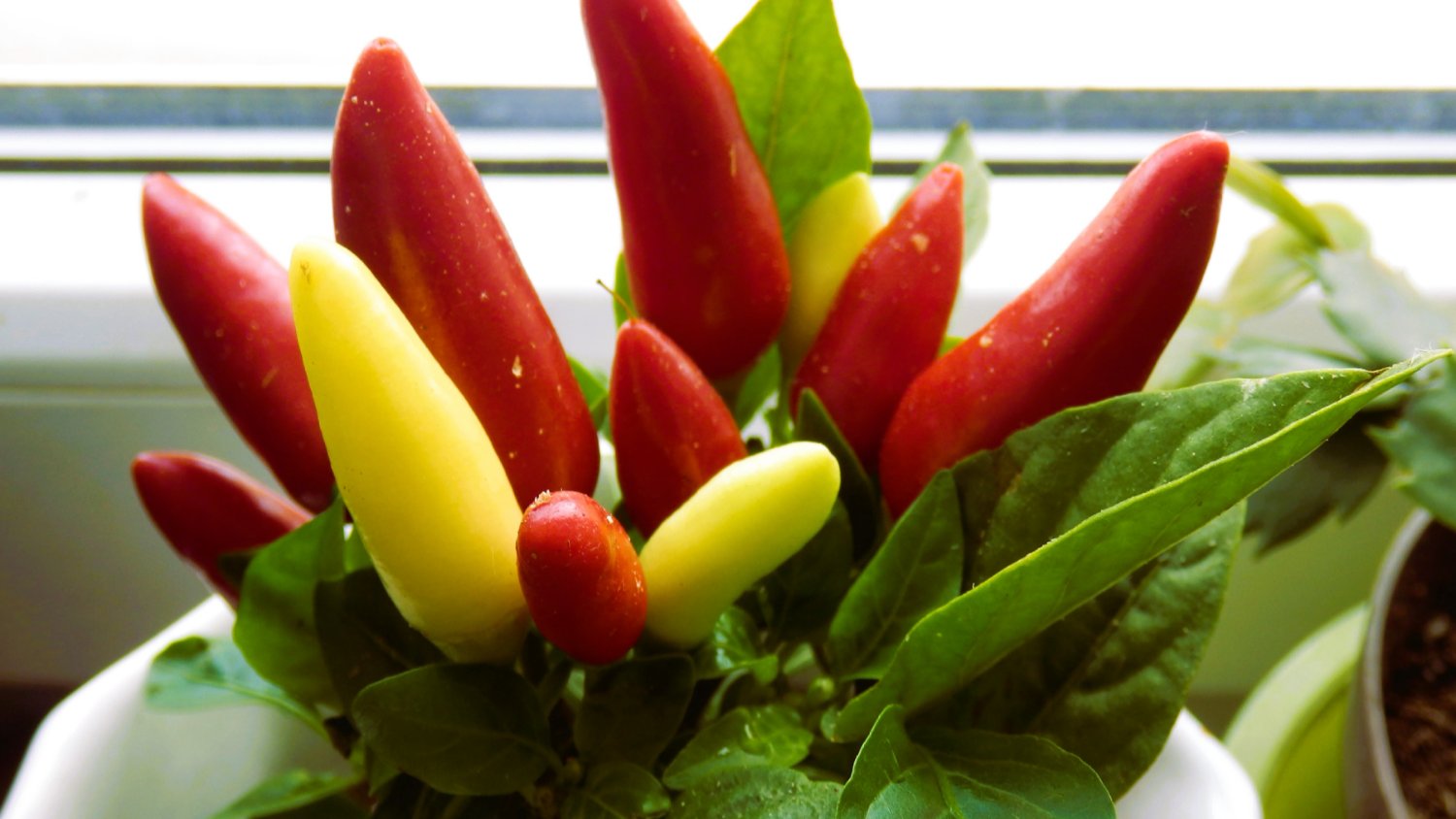 Solve Feferonky - Chilli Peppers jigsaw puzzle online with 15 pieces