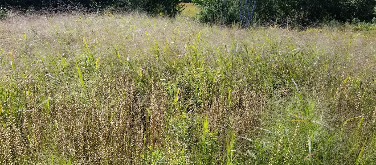 Solve Grasses in the early fall jigsaw puzzle online with 105 pieces