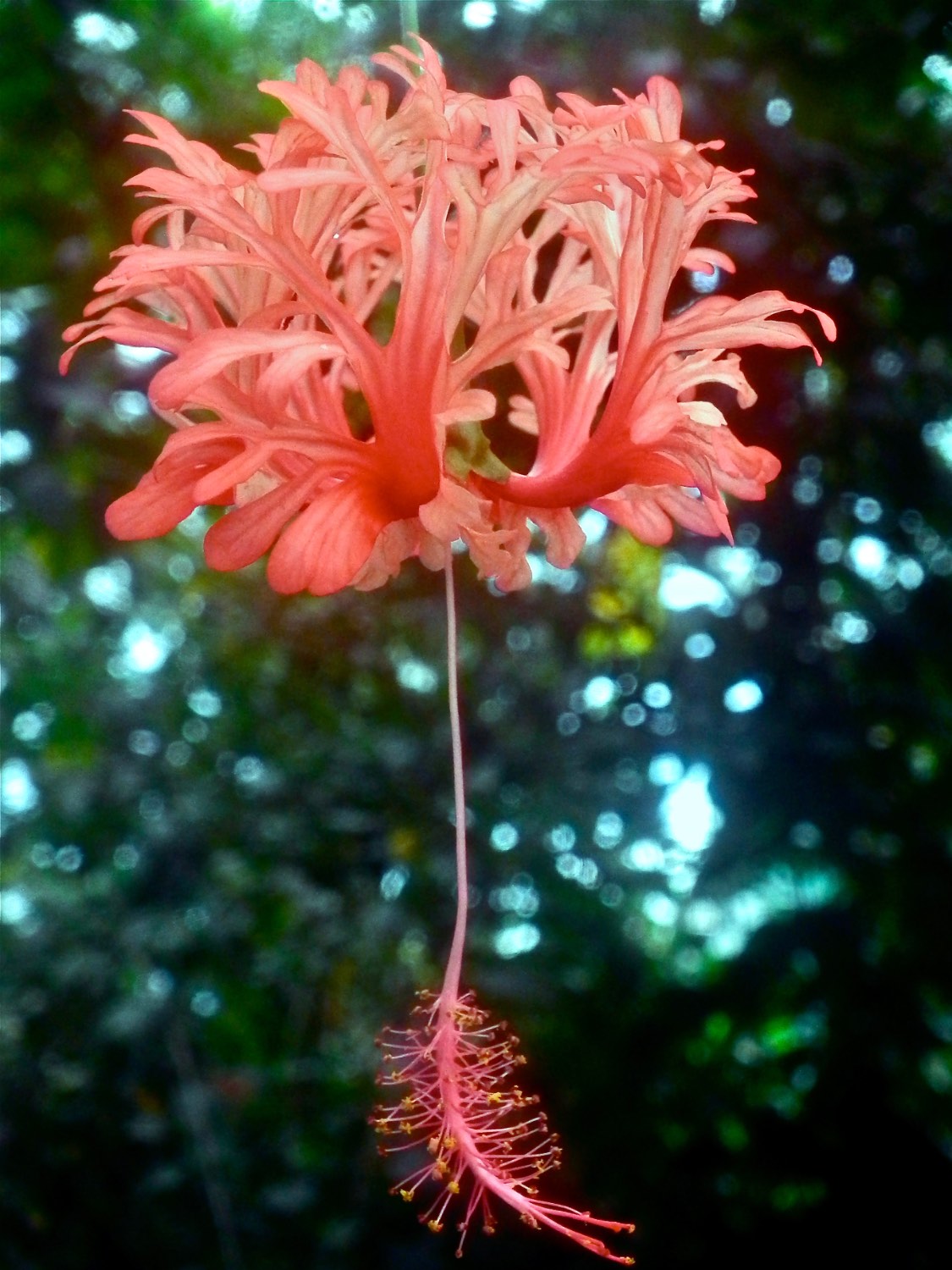 Solve Spider Hibiscus. Eden Project jigsaw puzzle online with 99 pieces