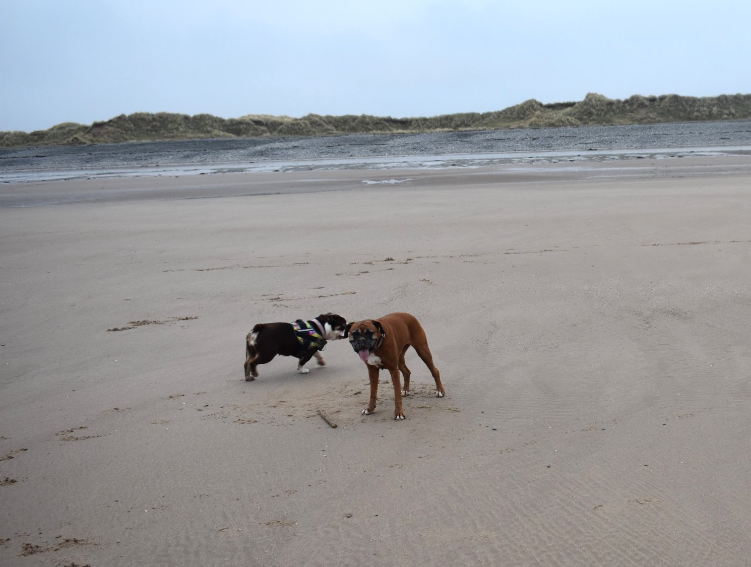 Solve A Boxing day walk through the nature reserve and back along the ...