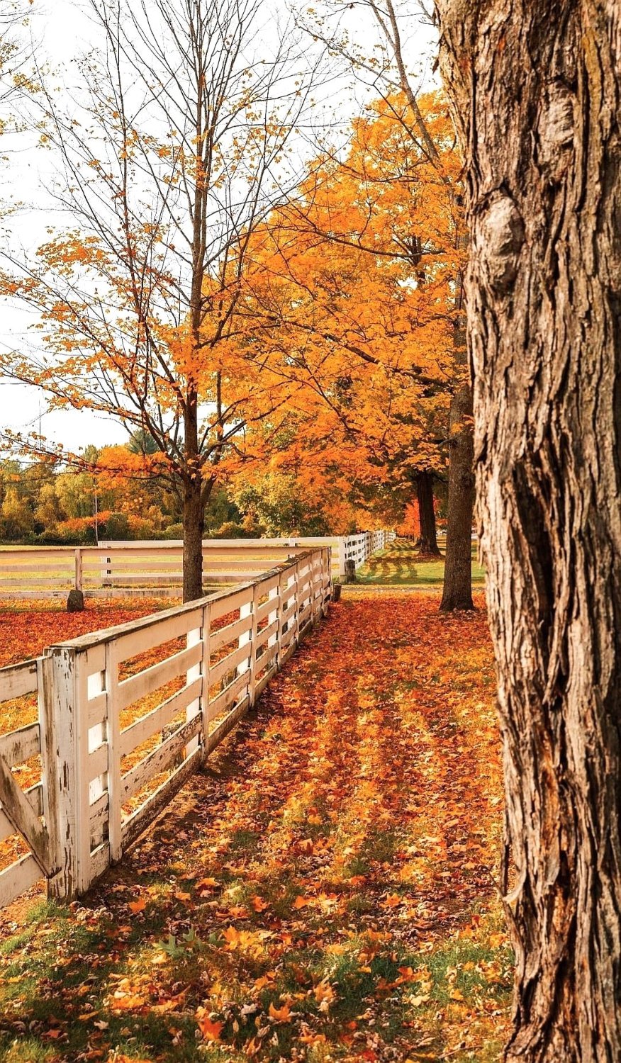 Solve Autumn fence and shadows up to 540 pcs jigsaw puzzle online with ...