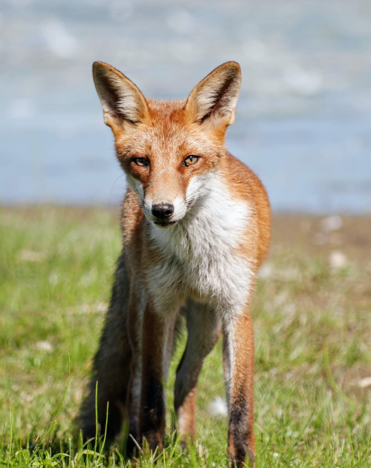 Solve Fuchs jigsaw puzzle online with 208 pieces