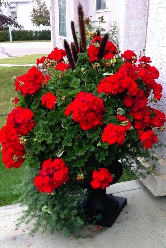 Solve geranium jigsaw puzzle online with 117 pieces