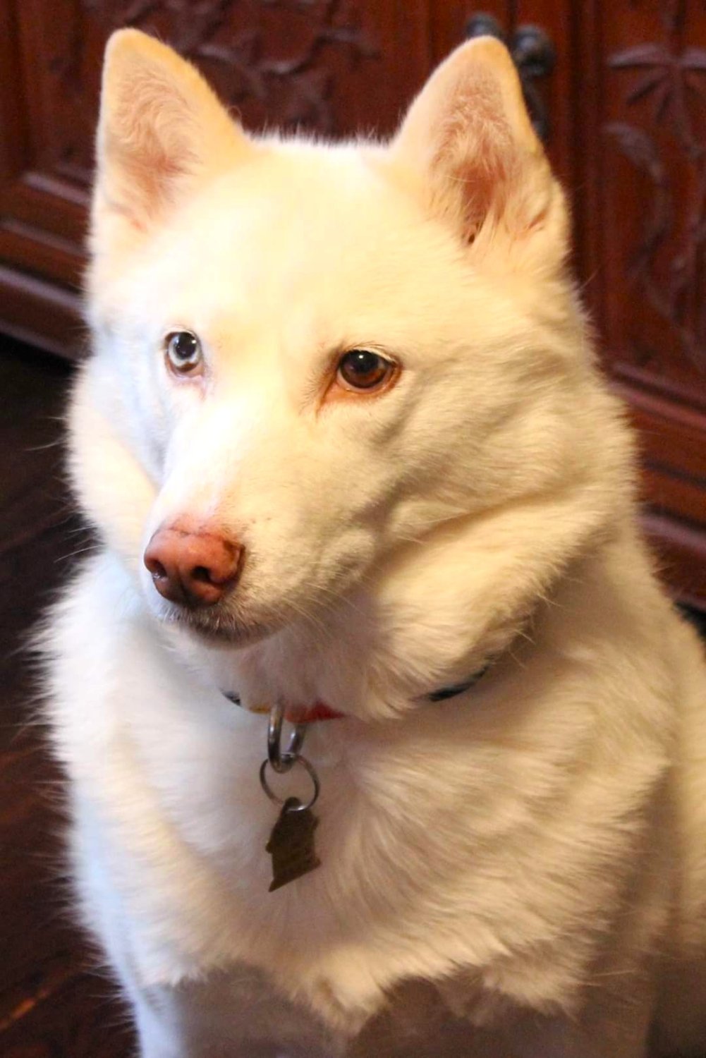 Solve Flurry all fluffed! jigsaw puzzle online with 70 pieces