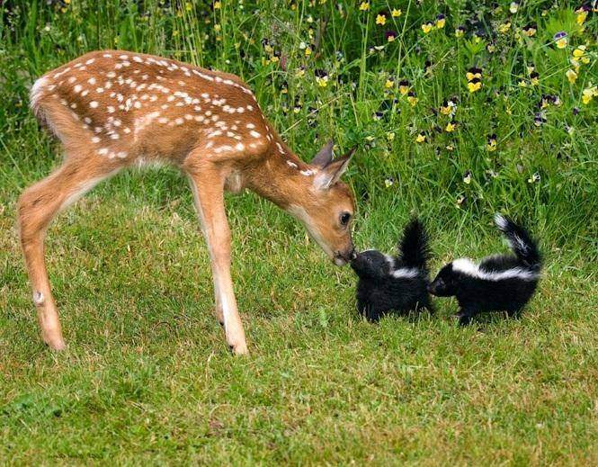 Solve Deer and Skunks jigsaw puzzle online with 99 pieces