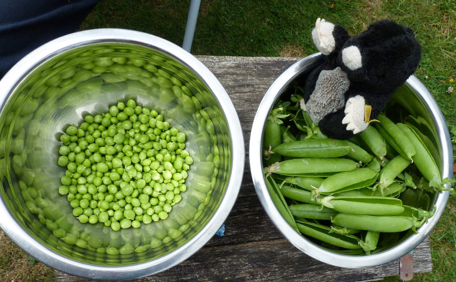 Solve Diggy and the peas jigsaw puzzle online with 84 pieces