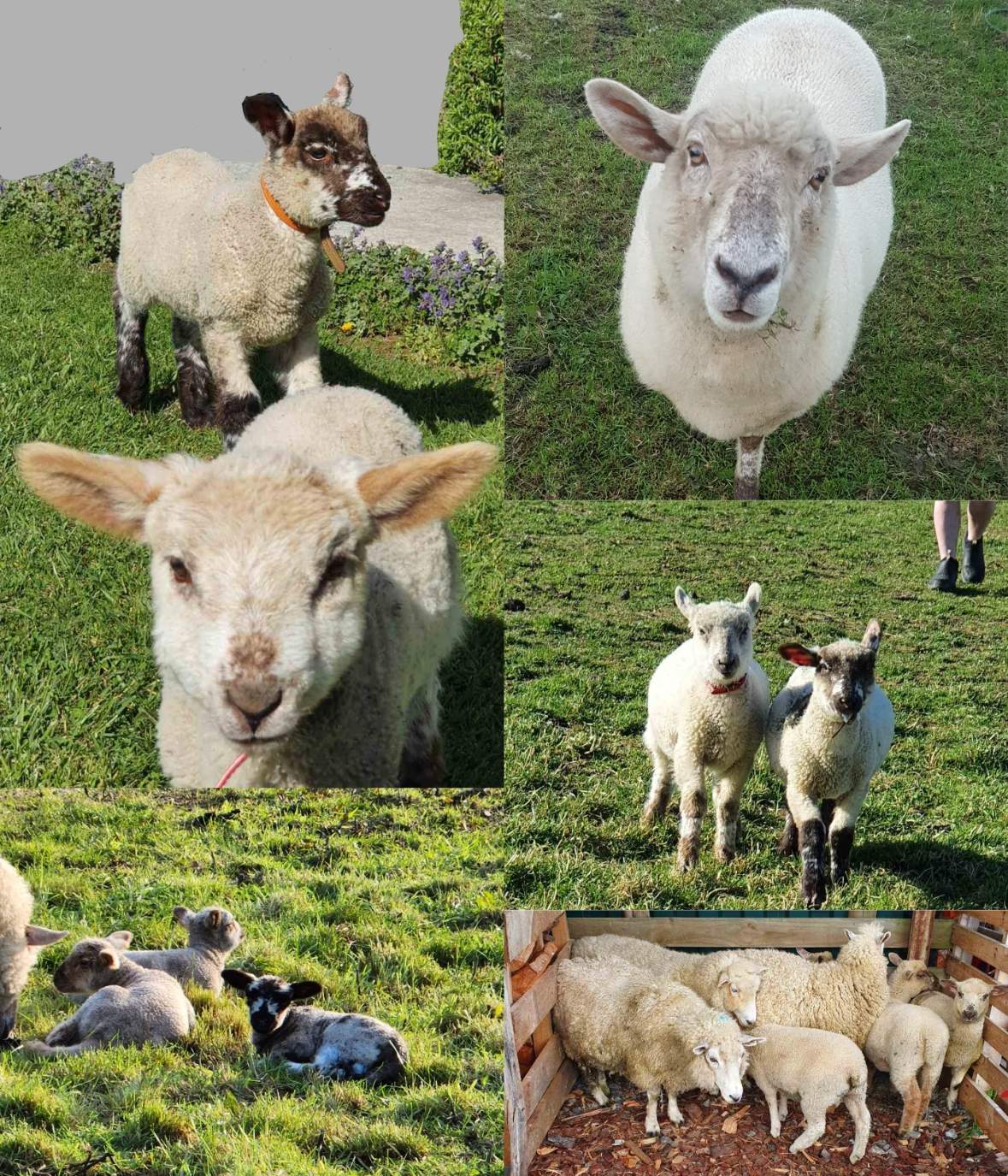 Solve Sheep Puzzle jigsaw puzzle online with 99 pieces