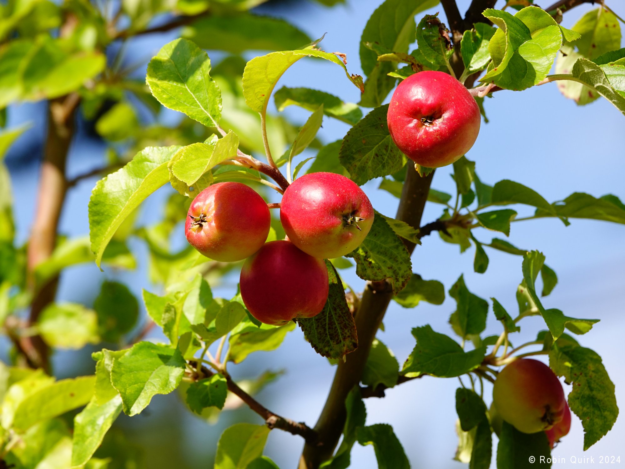 Solve Apples jigsaw puzzle online with 80 pieces