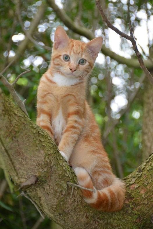 Solve Up a Tree! jigsaw puzzle online with 77 pieces