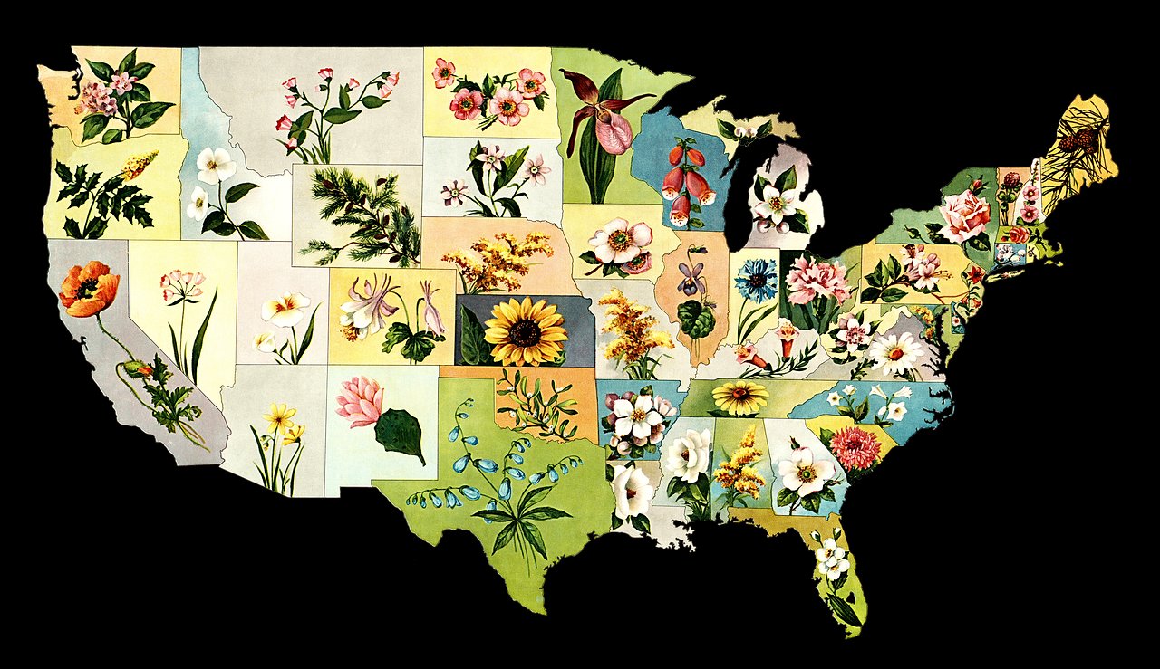 Solve State Flower Map of the USA jigsaw puzzle online with 84 pieces