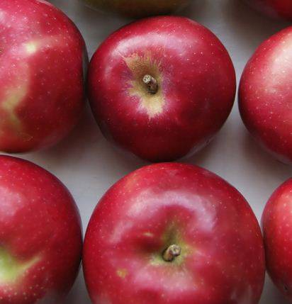 Solve Apple jigsaw puzzle online with 25 pieces