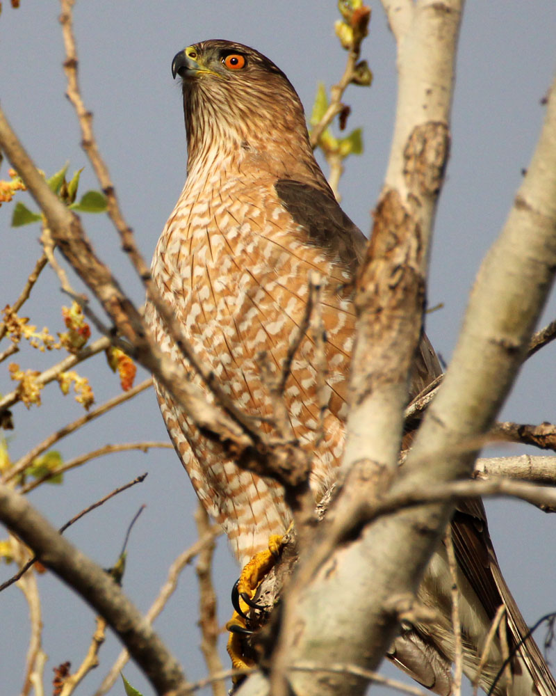 Solve Cooper's Hawk, Public Works Building, Del Mar, California jigsaw ...