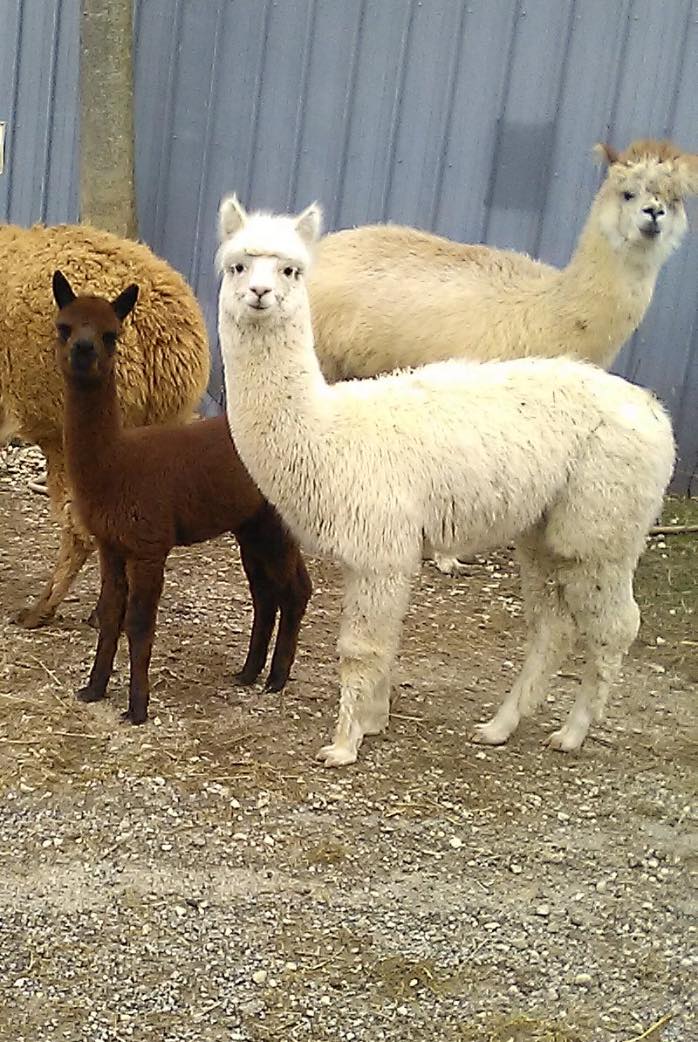 Solve Young Alpacas Benny and Angel: Jan 18, 2023 jigsaw puzzle online with 15 pieces