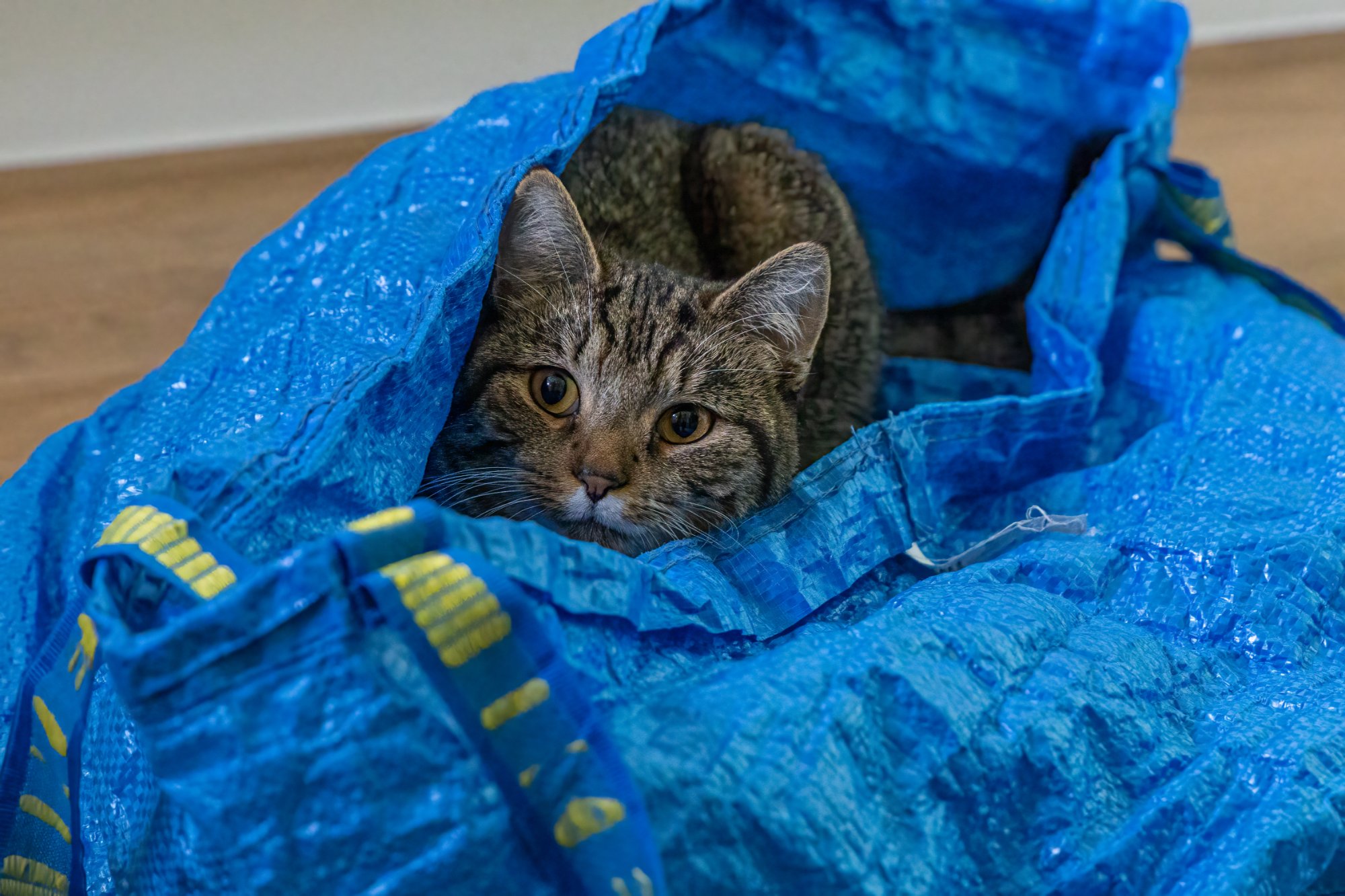 Solve Squeak hiding... jigsaw puzzle online with 260 pieces