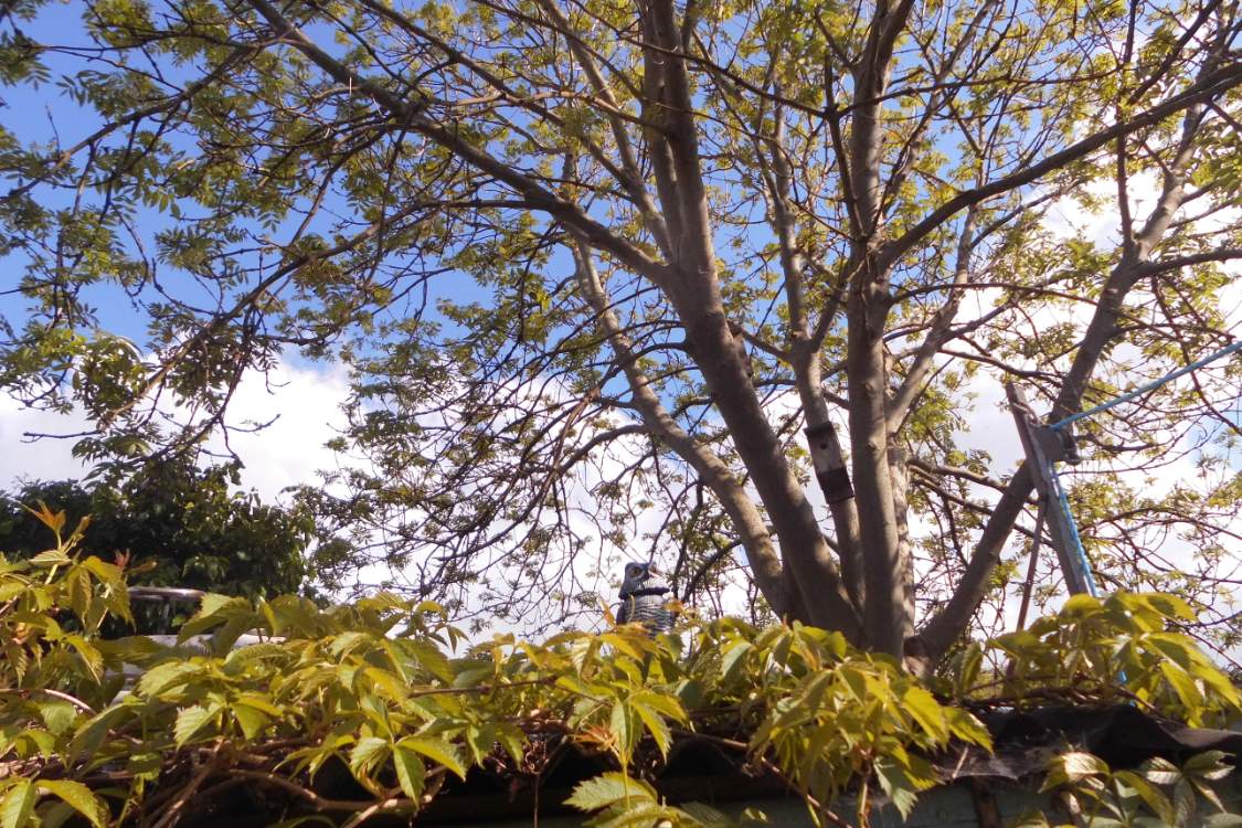 Solve can you spot Owl Capone jigsaw puzzle online with 15 pieces