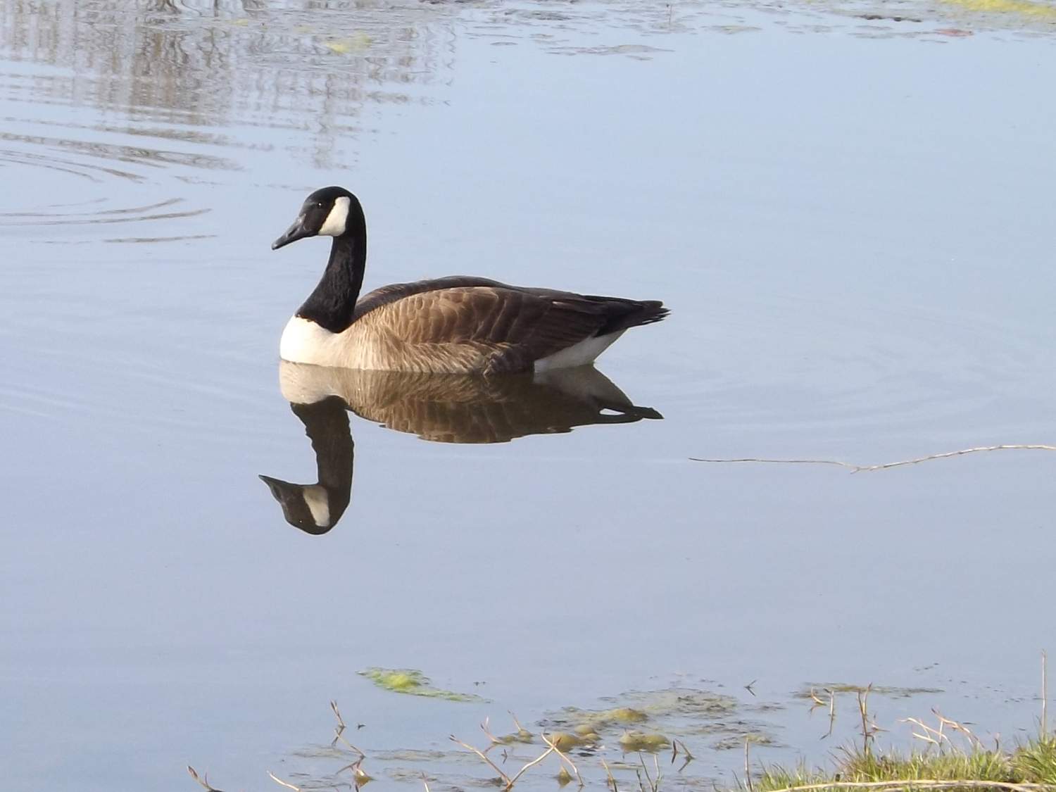 Solve perfect reflection canada goose jigsaw puzzle online with 63 pieces