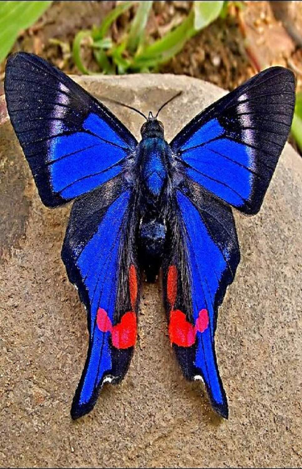Solve Periander Metalmark (Rhetus periander) looks like a bow you would ...