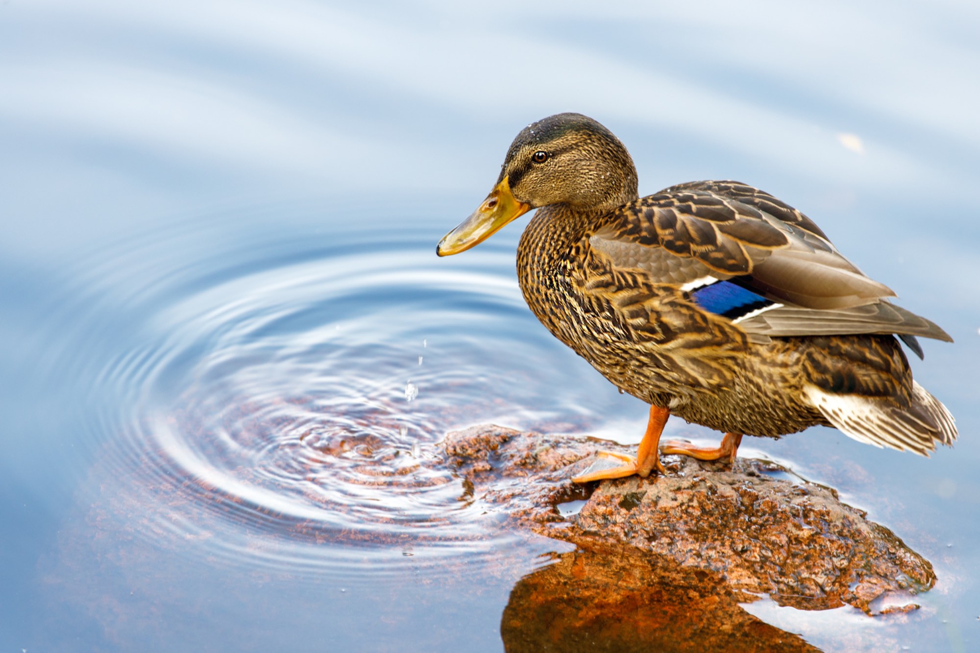 Solve Beautiful female mallard jigsaw puzzle online with 77 pieces