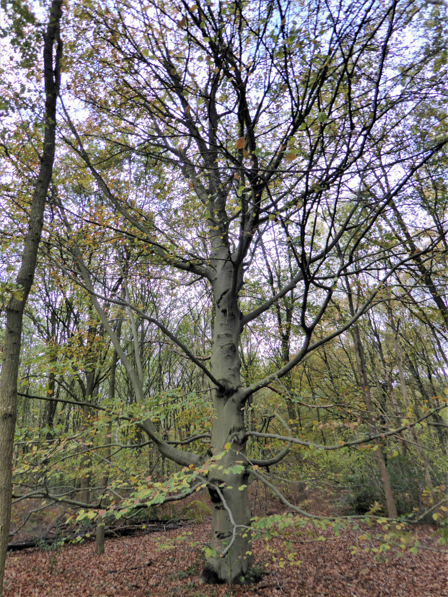 Solve A perfect climbing tree! (beech in Winterswijk) jigsaw puzzle ...