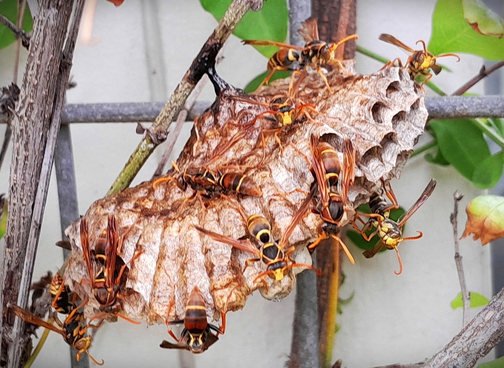 Solve Wasps jigsaw puzzle online with 70 pieces
