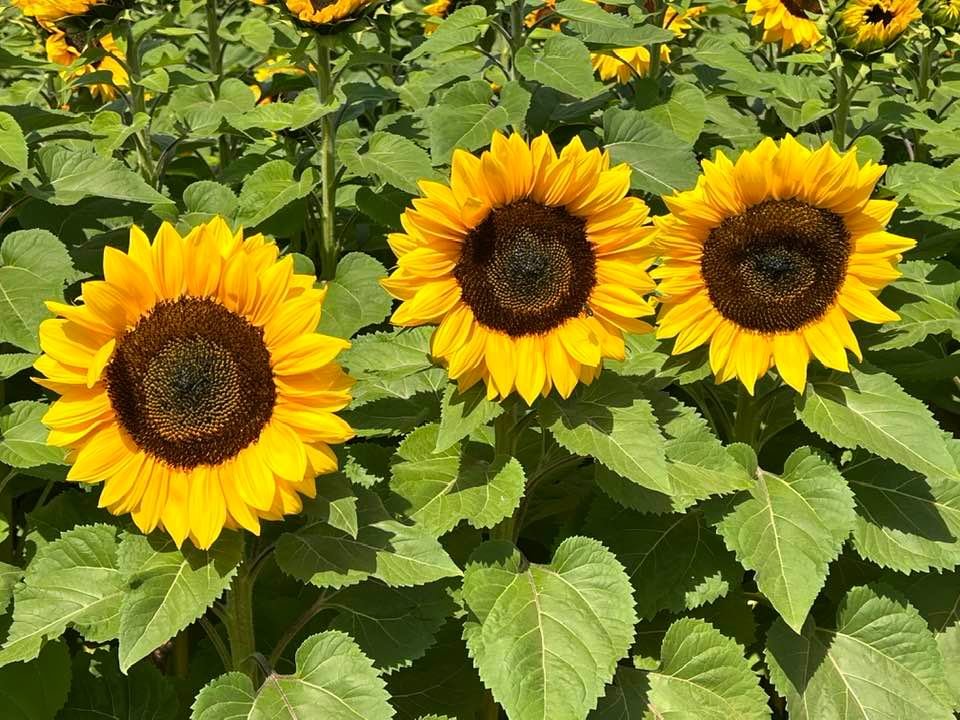 Jigsaw Puzzle | 63 pieces | Suzanne's Three smiling sunflowers ...