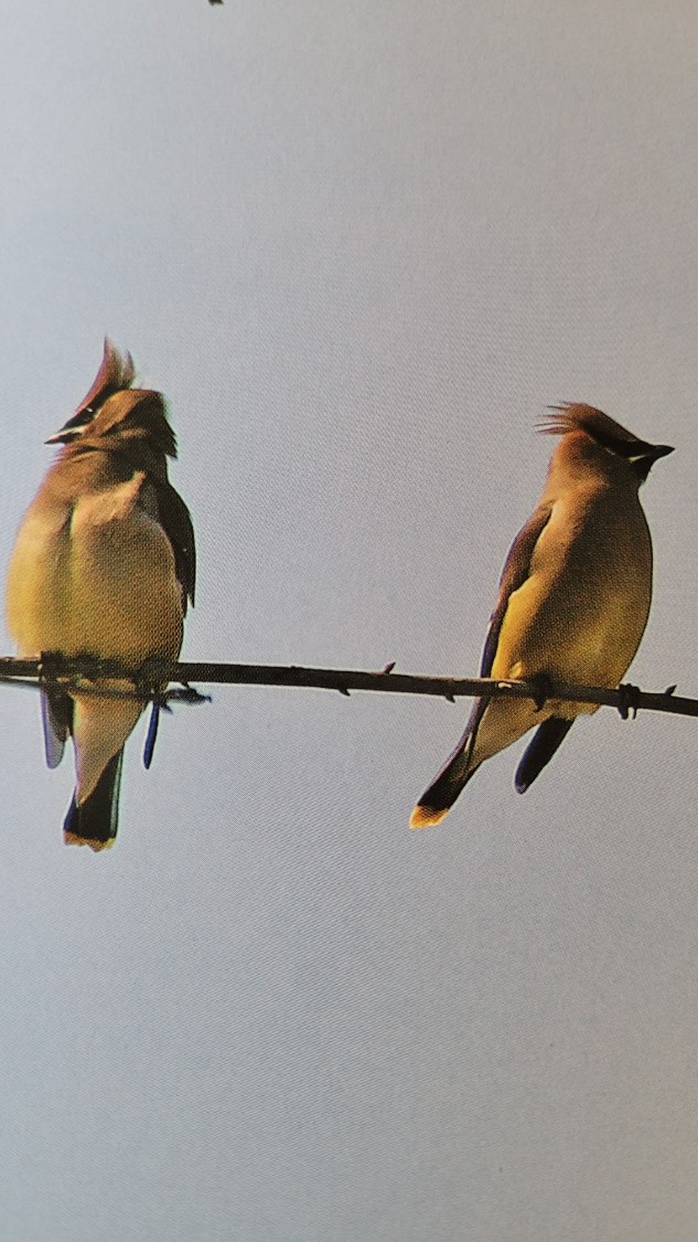 Solve Birds On A Branch jigsaw puzzle online with 40 pieces