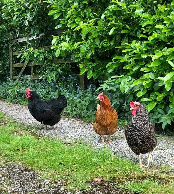 Solve Three happy chickens jigsaw puzzle online with 72 pieces