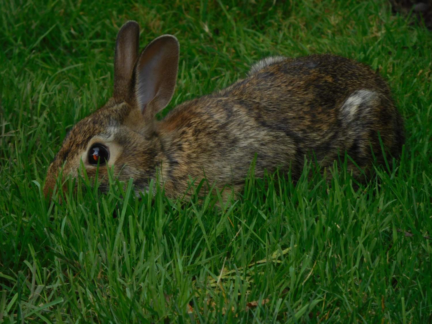 Solve Bunny Rabbit jigsaw puzzle online with 99 pieces