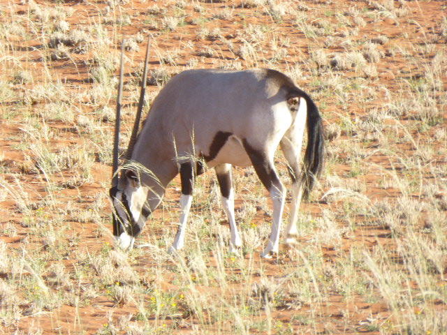 Solve Oryx (Gemsbock) in South Africa jigsaw puzzle online with 88 pieces