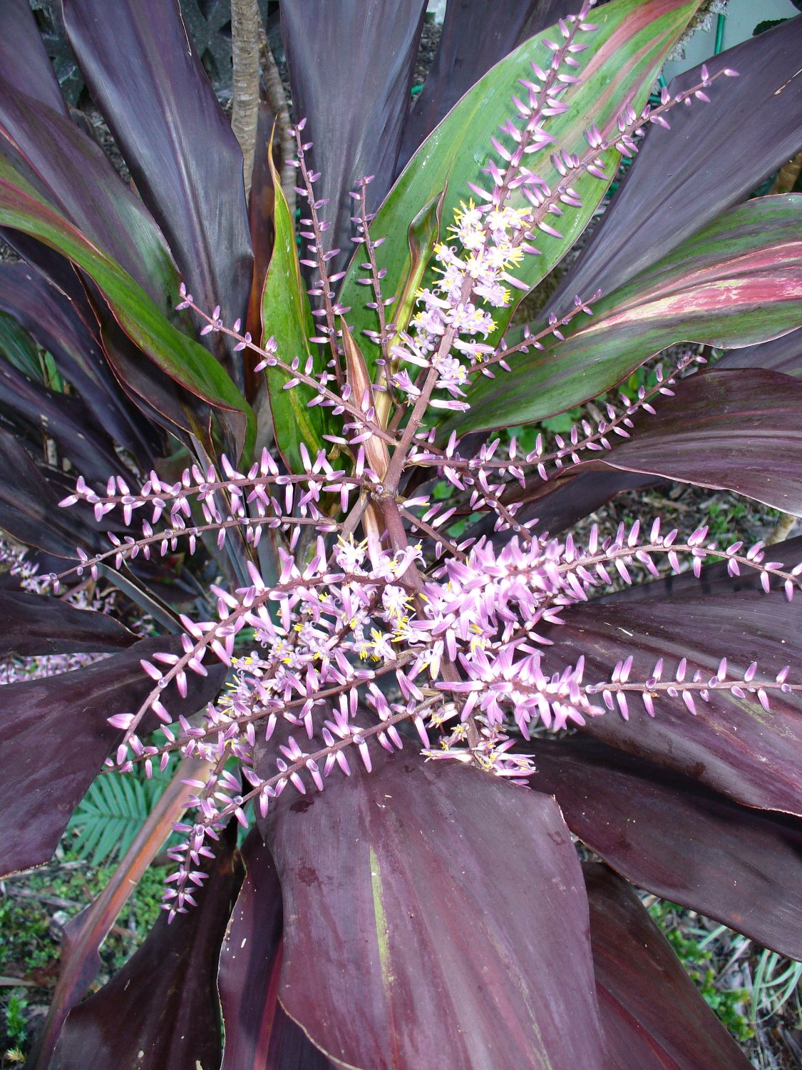 Solve Cordyline fruticosa (aka Ty Plant). . . Ty Plant . . . an indoor ...