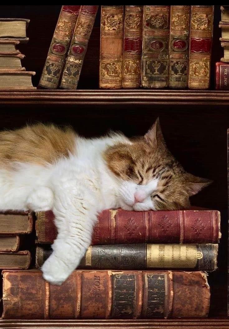 Solve Soooo tired jigsaw puzzle online with 12 pieces