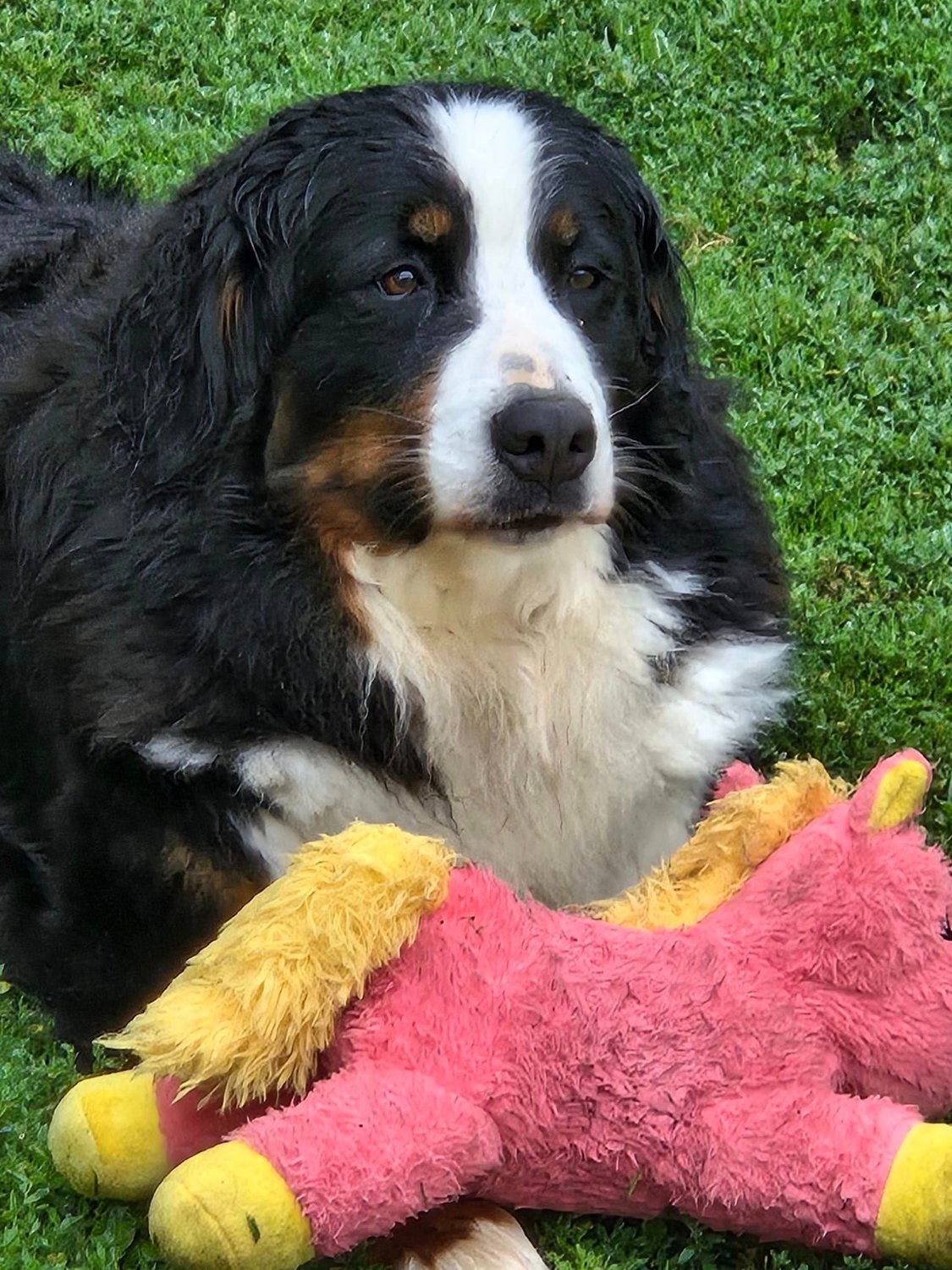 Solve Lily jigsaw puzzle online with 300 pieces