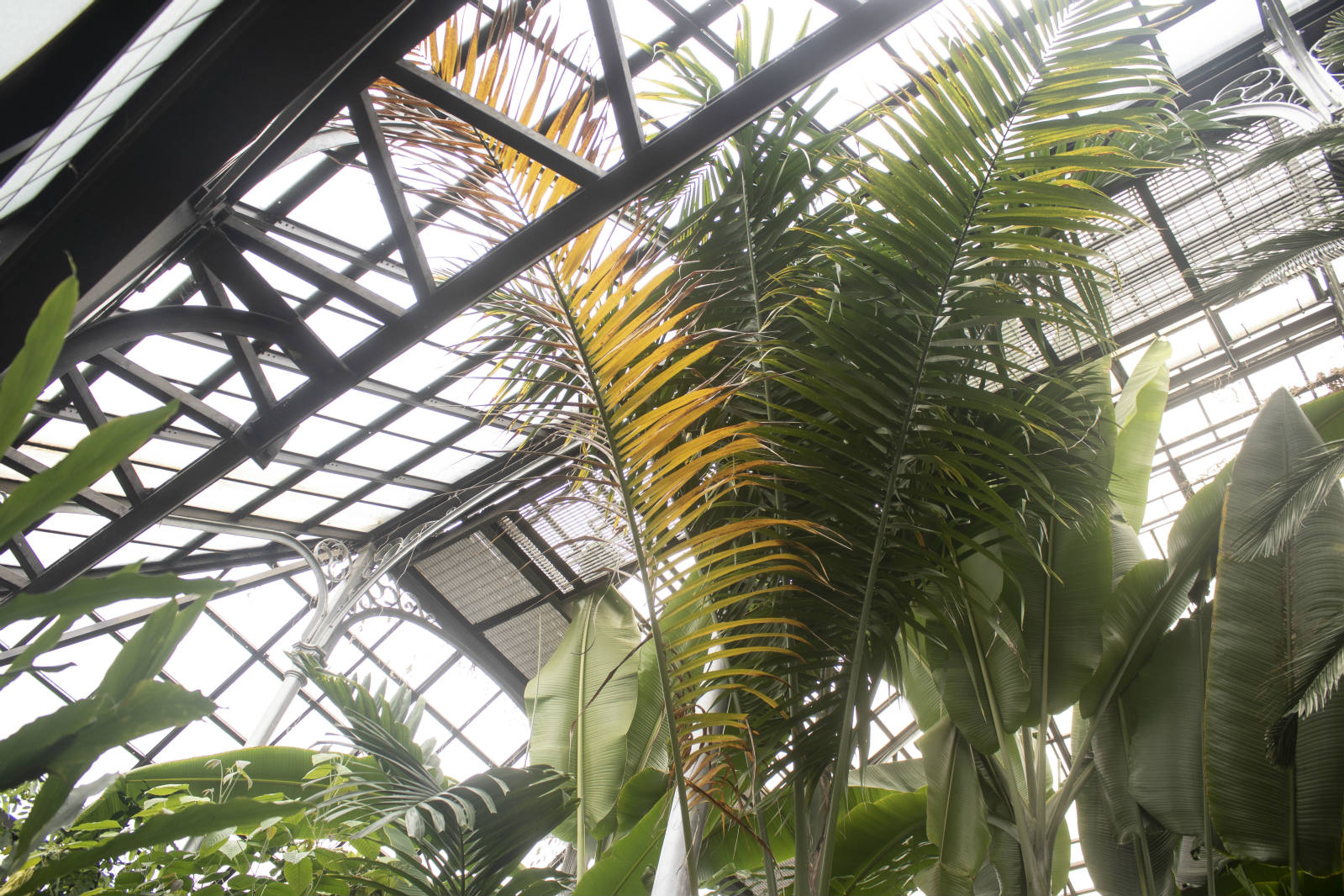 Solve Glasgow 22-05-2019 Botanic Gardens Kibble Palace 1873 Plants 04 ...