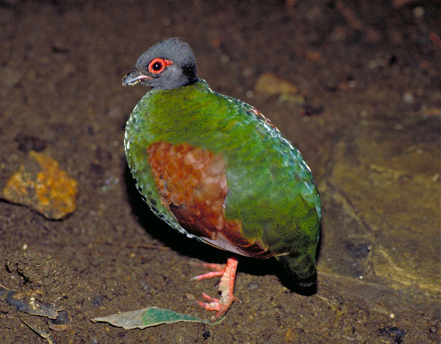 Solve Female Roul Roul Partridge jigsaw puzzle online with 180 pieces