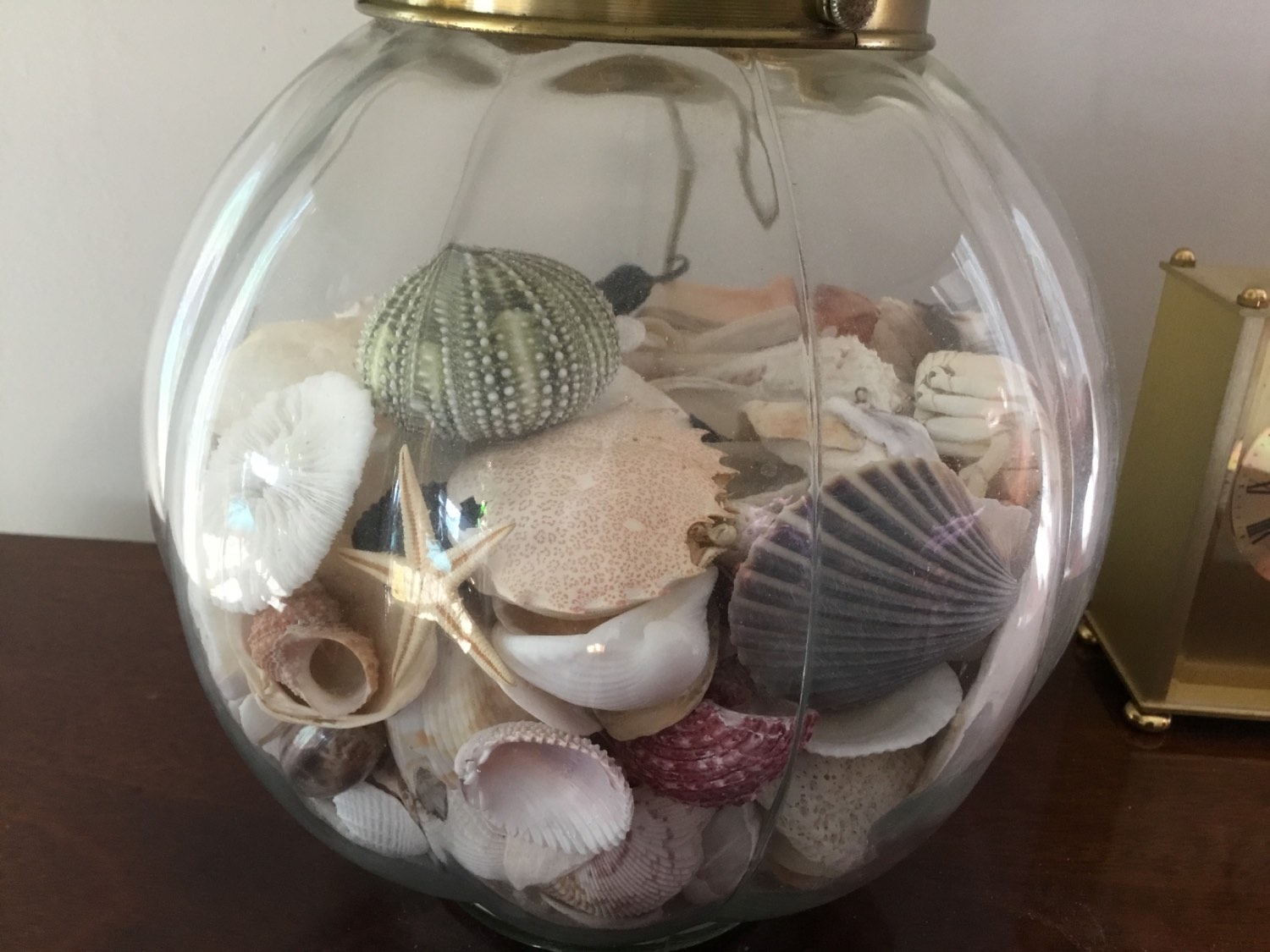 Solve Sea Shell Collection jigsaw puzzle online with 108 pieces